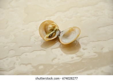 Opened Clam Shell Fish Stock Photo (Edit Now) 674028016