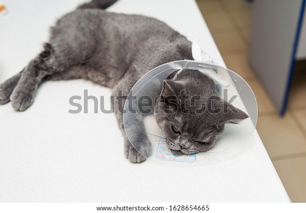 Operation Remove Testicles Cat Sterilization Pet Stock Photo 1628654665 ...
