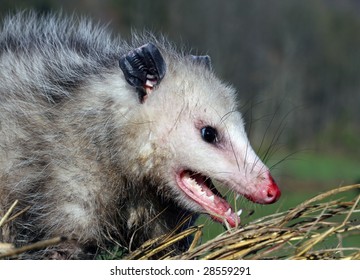 Imágenes, fotos de stock y vectores sobre Tacuazin | Shutterstock