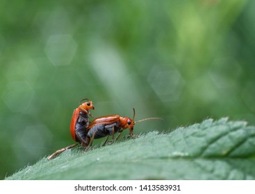 Orange Bugs Mating Process Stock Photo 1413583931 | Shutterstock