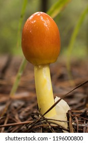 4 Texas Orange Cap Mushroom Images, Stock Photos & Vectors | Shutterstock