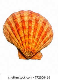 Orange Clam Shell Stock Photo 772806466 | Shutterstock