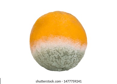 14,323 Rotten orange Images, Stock Photos & Vectors | Shutterstock