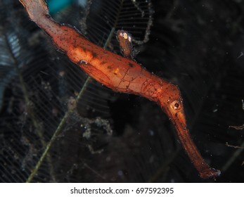 Orange Robust Ghost Pipe Fish Stock Photo (Edit Now) 697592395