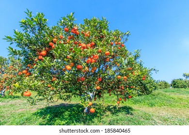 Apple Trees Stock Photo (Edit Now) 735332665 | Shutterstock