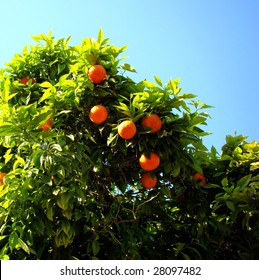 299,518 Orange Tree Winter Images, Stock Photos & Vectors | Shutterstock