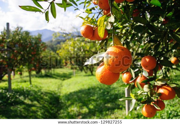 Foto de stock sobre Árbol naranja (editar ahora) 129827255