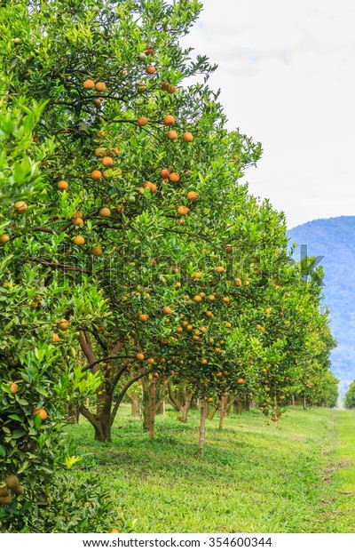 Orange Orange Tree Orange Park Stock Photo 354600344 | Shutterstock