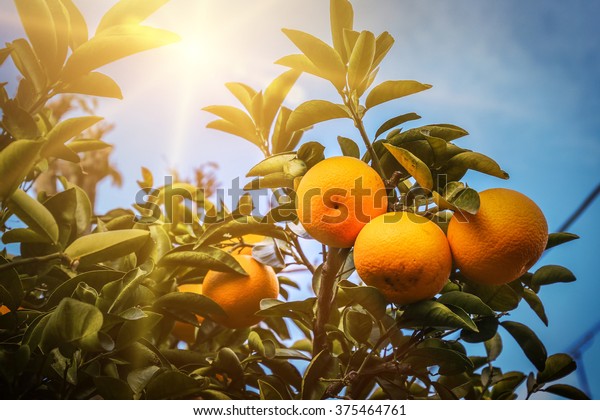 Orange Tree Sun Light Stock Photo (Edit Now) 375464761
