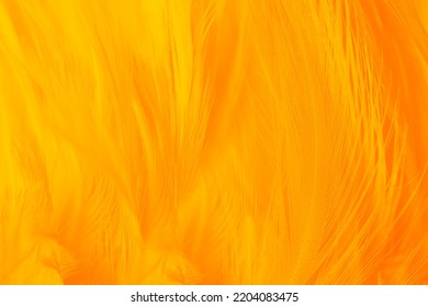 Orange Yellow Feather Texture Pattern Background Stock Photo 2204083475 ...