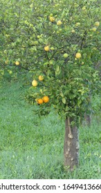 175 Grafting Orange Tree Branches Images, Stock Photos & Vectors ...