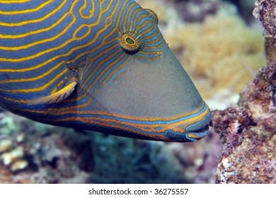 285 Striped triggerfish Images, Stock Photos & Vectors | Shutterstock