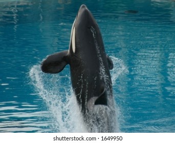 Orca Stock Photo 1649950 | Shutterstock