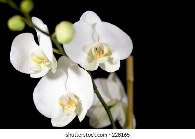 Stock Photo and Image Portfolio by Ang Cui | Shutterstock