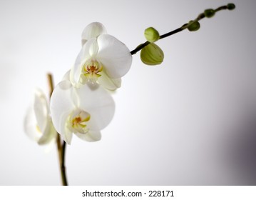 Cartera de fotos e imágenes de stock de Ang Cui | Shutterstock