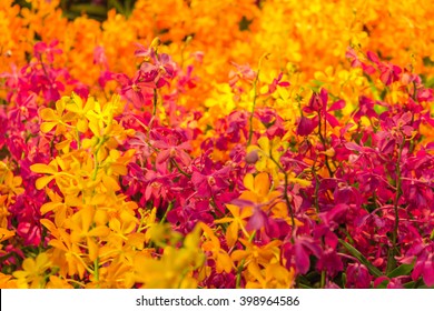 34,289 Orchid field Images, Stock Photos & Vectors | Shutterstock