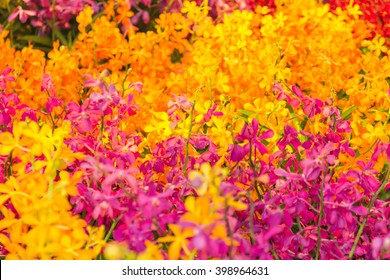 34,289 Orchid field Images, Stock Photos & Vectors | Shutterstock