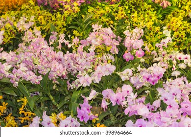 34,289 Orchid field Images, Stock Photos & Vectors | Shutterstock
