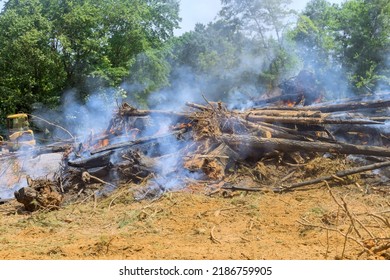 12,314 Orderly forest Images, Stock Photos & Vectors | Shutterstock