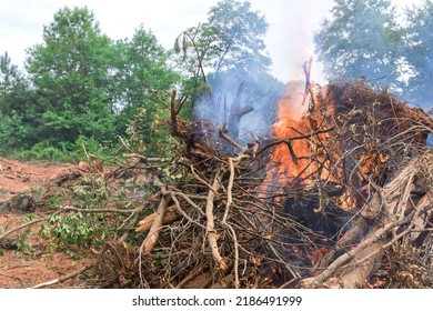 12,314 Orderly forest Images, Stock Photos & Vectors | Shutterstock