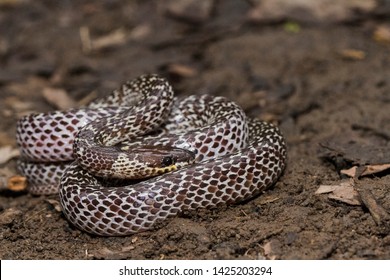 Oriental Wolfsnake Lycodon Capucinus Found Tropical Stock Photo ...