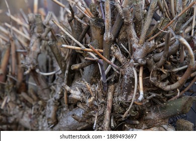 1,230 Plexus Tree Images, Stock Photos & Vectors | Shutterstock