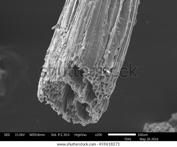 Original Scanning Electron Microscope Images Sugarcane Stock Photo ...