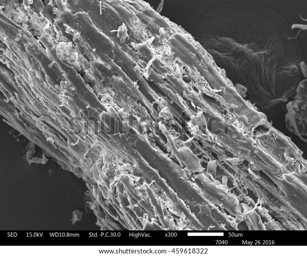 Original Scanning Electron Microscope Images Wood Stock Photo 459618322 ...