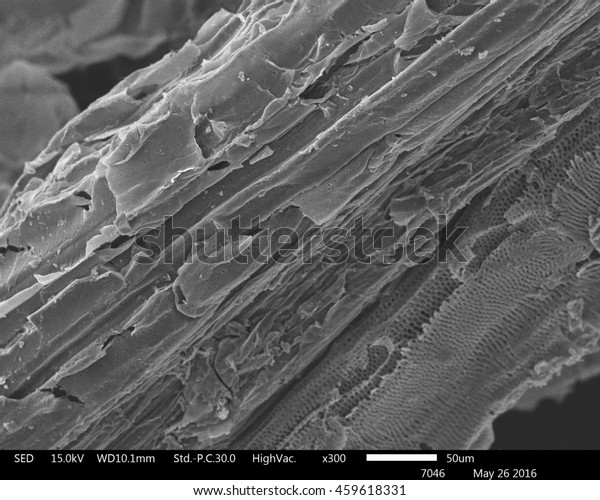 Original Scanning Electron Microscope Images Sugarcane Stock Photo ...
