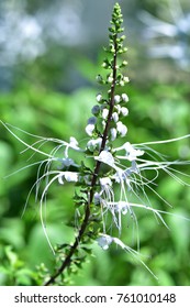 Orthosiphon Aristatus Java Tea Kidney Tea Stock Photo 761010148 ...