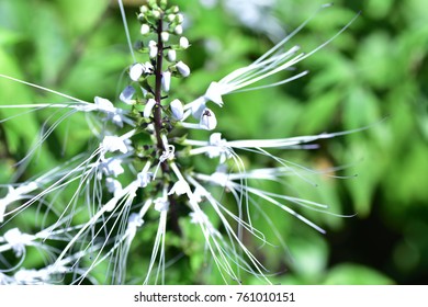 Orthosiphon Aristatus Java Tea Kidney Tea Stock Photo 761010151 ...