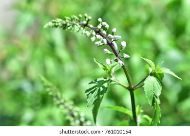 Orthosiphon Aristatus Java Tea Kidney Tea Stock Photo 761010154 ...