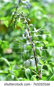 Orthosiphon Aristatus Java Tea Kidney Tea Stock Photo 761010166 ...