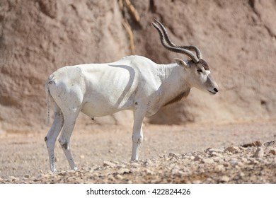 Oryx Stock Photo 422824438 | Shutterstock