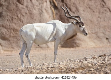 994 imágenes de Arabic deer - Imágenes, fotos y vectores de stock ...