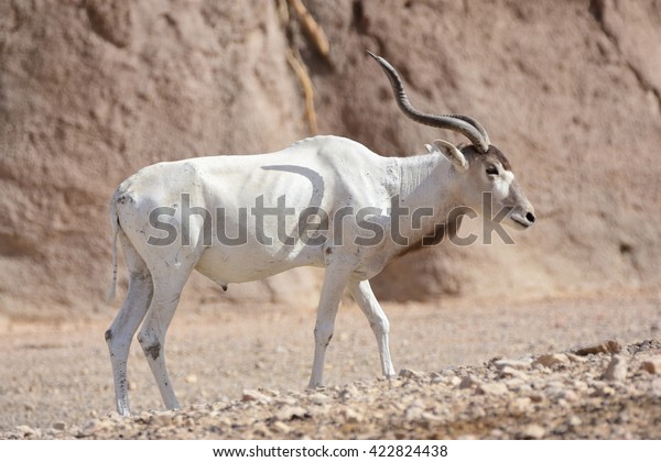 Oryx Stock Photo 422824438 | Shutterstock