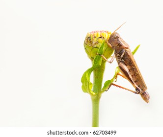 Ouch Dont Bite Grasshopper Biting On Stock Photo 62703499 | Shutterstock