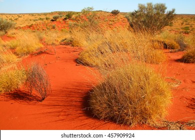 1,160 Spinifex grass Images, Stock Photos & Vectors | Shutterstock