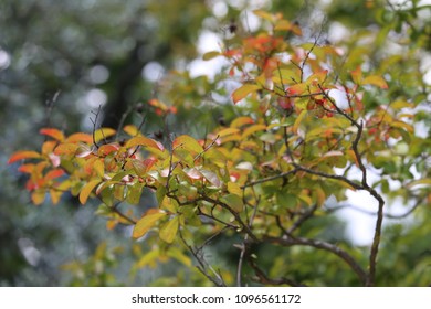Outdoor View Small Branches Crape Myrtle Stock Photo 1096561172 ...