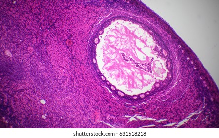 Ovary Section Under Microscope Stock Photo 631518218 | Shutterstock