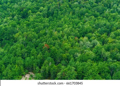 36,447 Forest overhead Images, Stock Photos & Vectors | Shutterstock