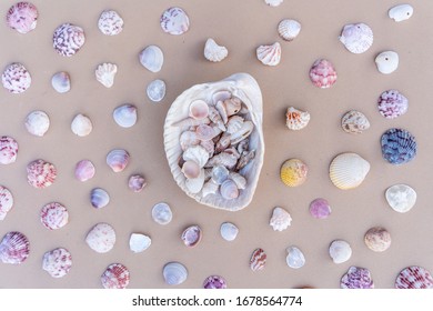 Overhead Shot Shell Shells Inside Surrounded Stock Photo 1678564774 ...