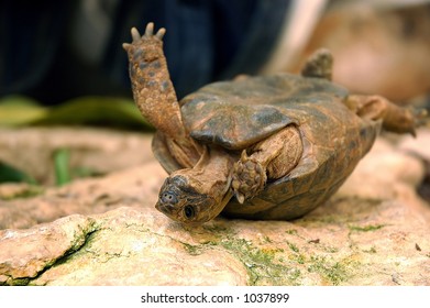 277 Turn Turtle Images, Stock Photos & Vectors | Shutterstock