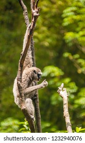 31 Owa jawa Images, Stock Photos & Vectors | Shutterstock
