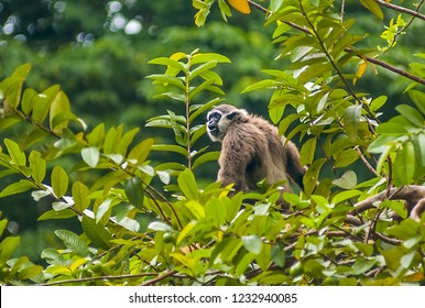 161 Owa owa Images, Stock Photos & Vectors | Shutterstock