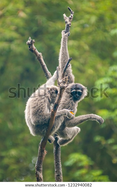 Owa Jawa Java Monkey Endemic Fauna Stock Photo 1232940082 | Shutterstock