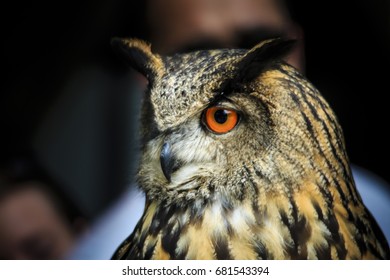 Owl Stock Photo 681543394 | Shutterstock