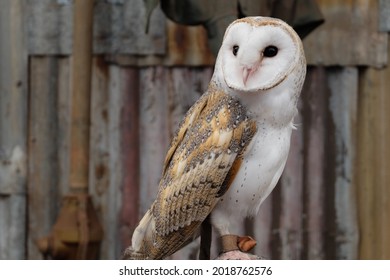 221 Owl Looking Left Images, Stock Photos & Vectors | Shutterstock