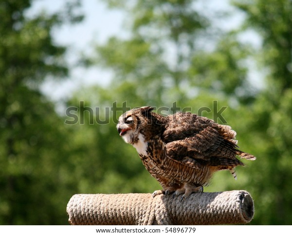 Owl Going Fly Stock Photo 54896779 | Shutterstock