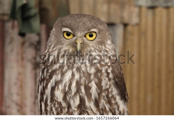 Owl Looking Straight Camera Sharp Eyes Stock Photo 1657266064 ...